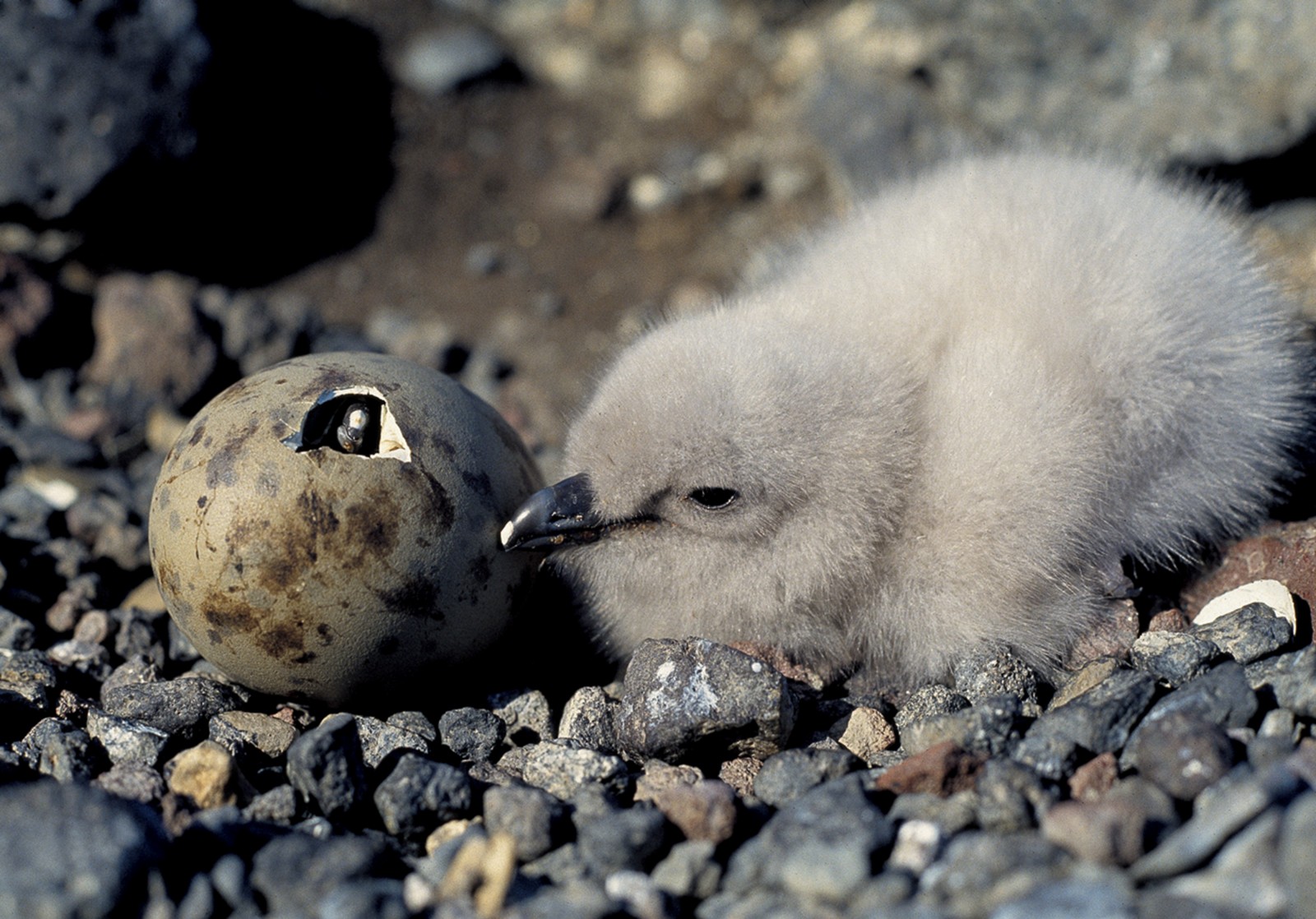 Great skuas | New Zealand Geographic