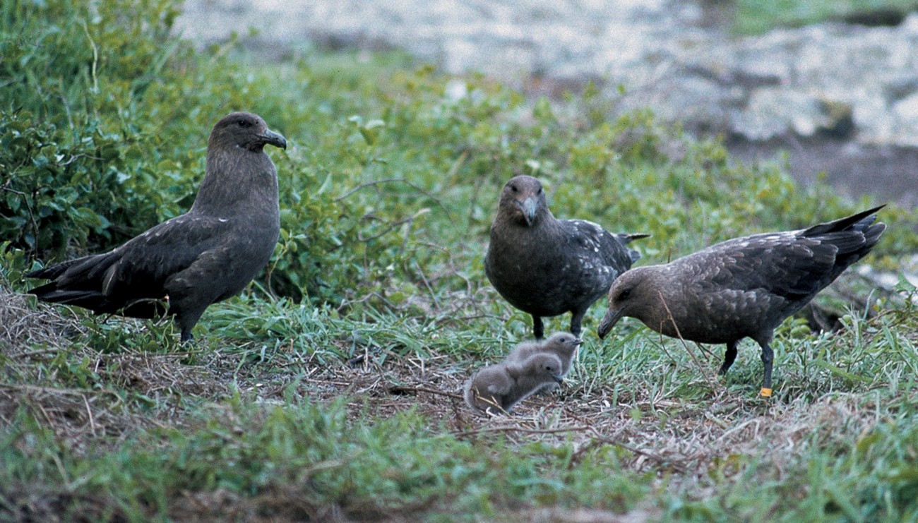 Great skuas | New Zealand Geographic