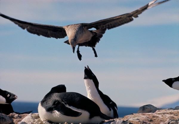 Great skuas | New Zealand Geographic