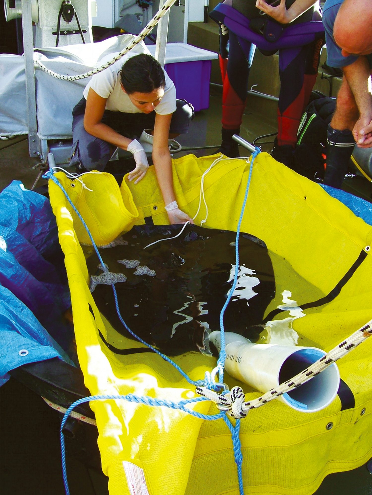 Stingrays | New Zealand Geographic