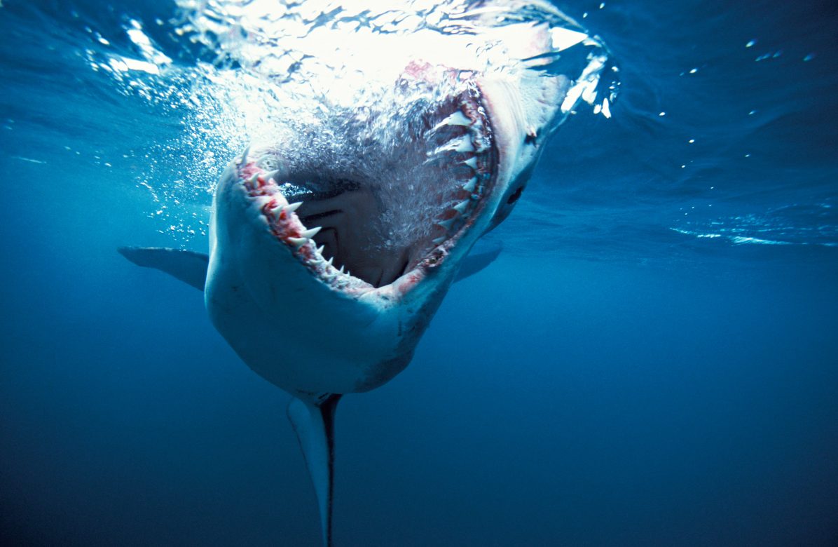 Connect // Up close with great whites