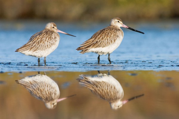 Return of the godwit | New Zealand Geographic
