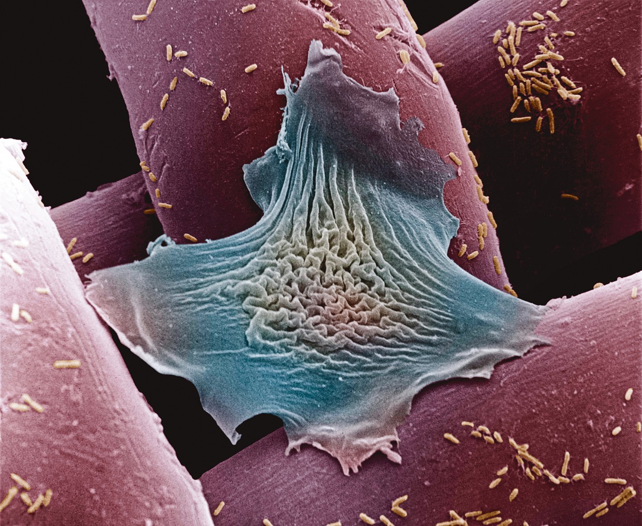 Secret Life of Slime | New Zealand Geographic