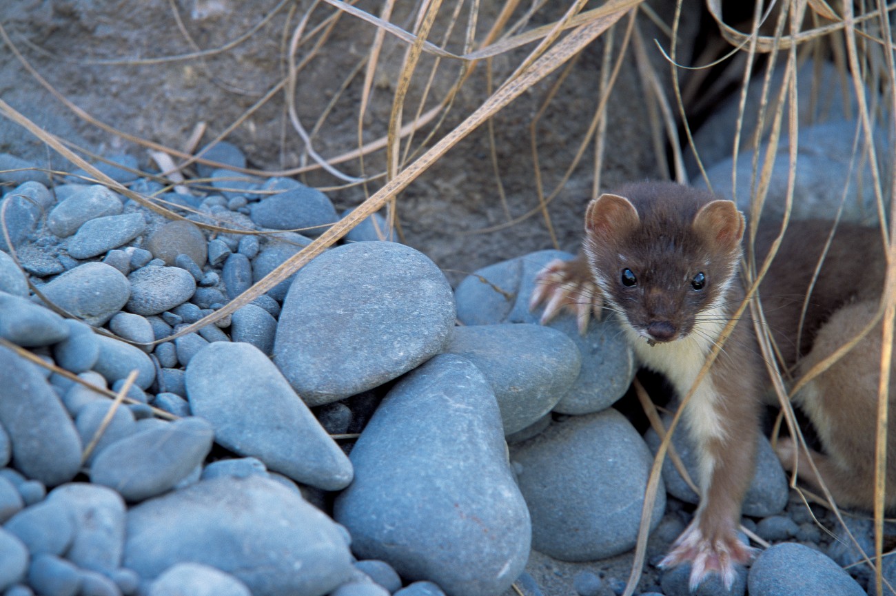 Predator-free New Zealand | New Zealand Geographic