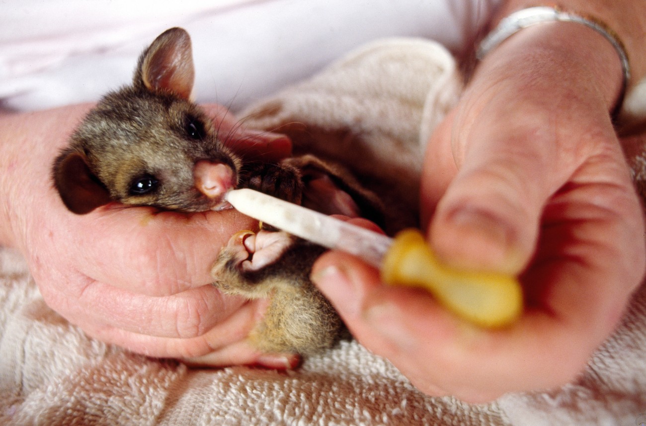 Possum. An ecological nightmare. | New Zealand Geographic
