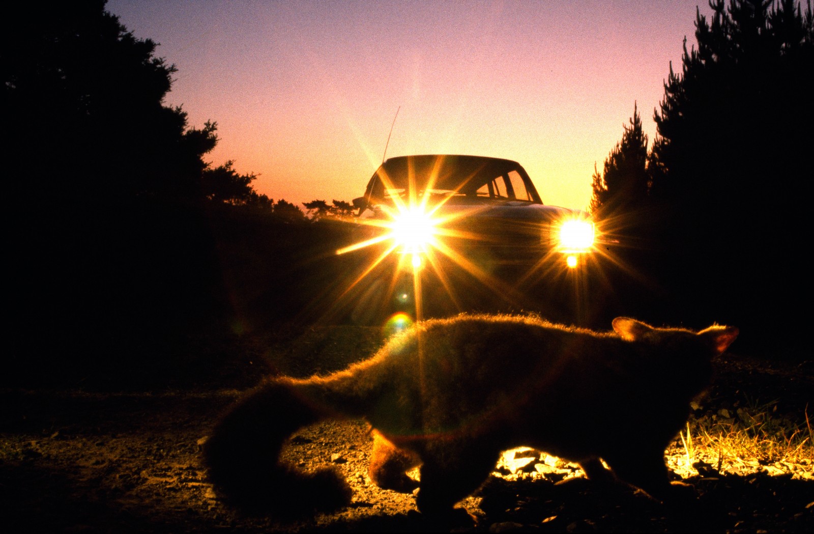 Possum. An ecological nightmare. | New Zealand Geographic