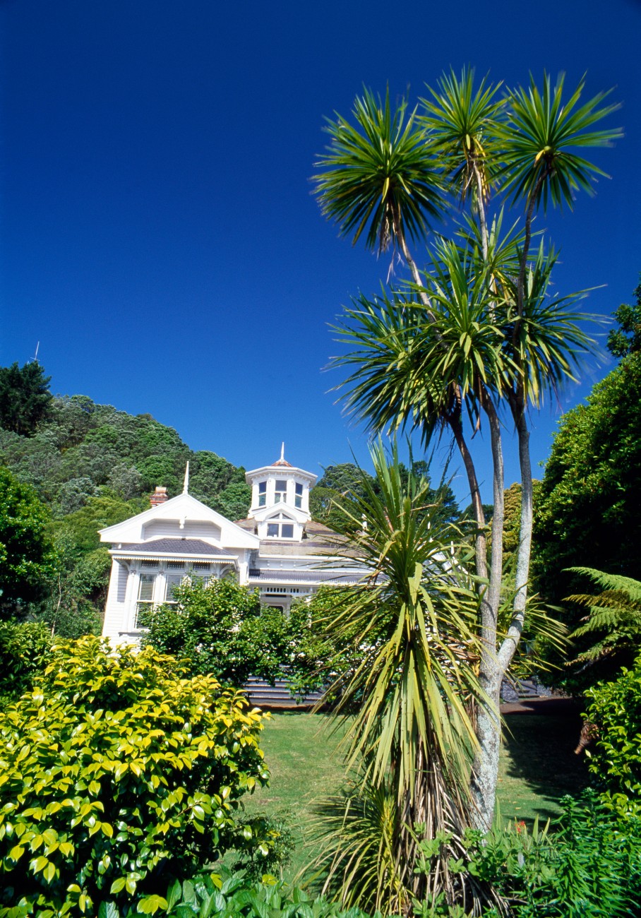 Why are the cabbage trees dying? | New Zealand Geographic