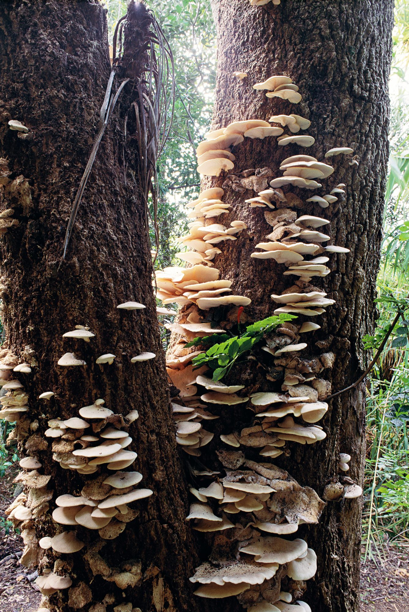 Feasting on fungi | New Zealand Geographic