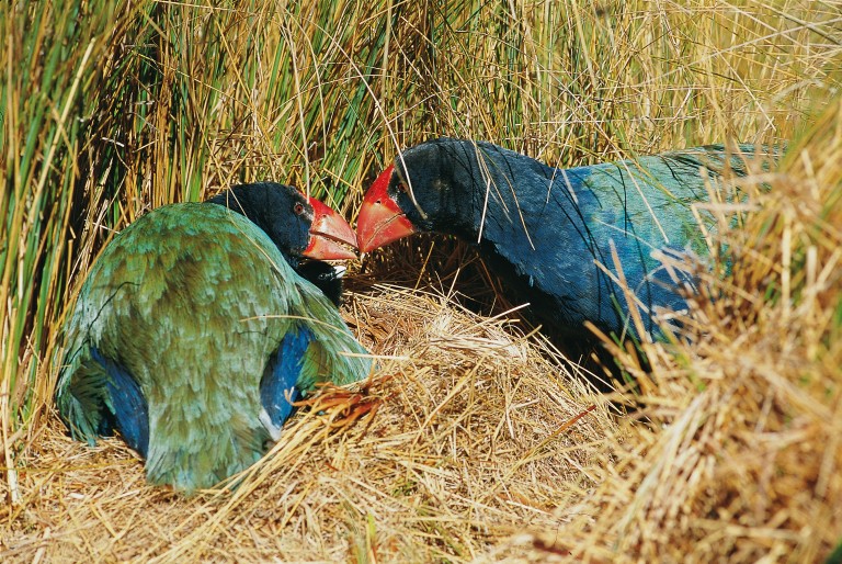 Takahe - the bird that came back from the dead | New Zealand Geographic