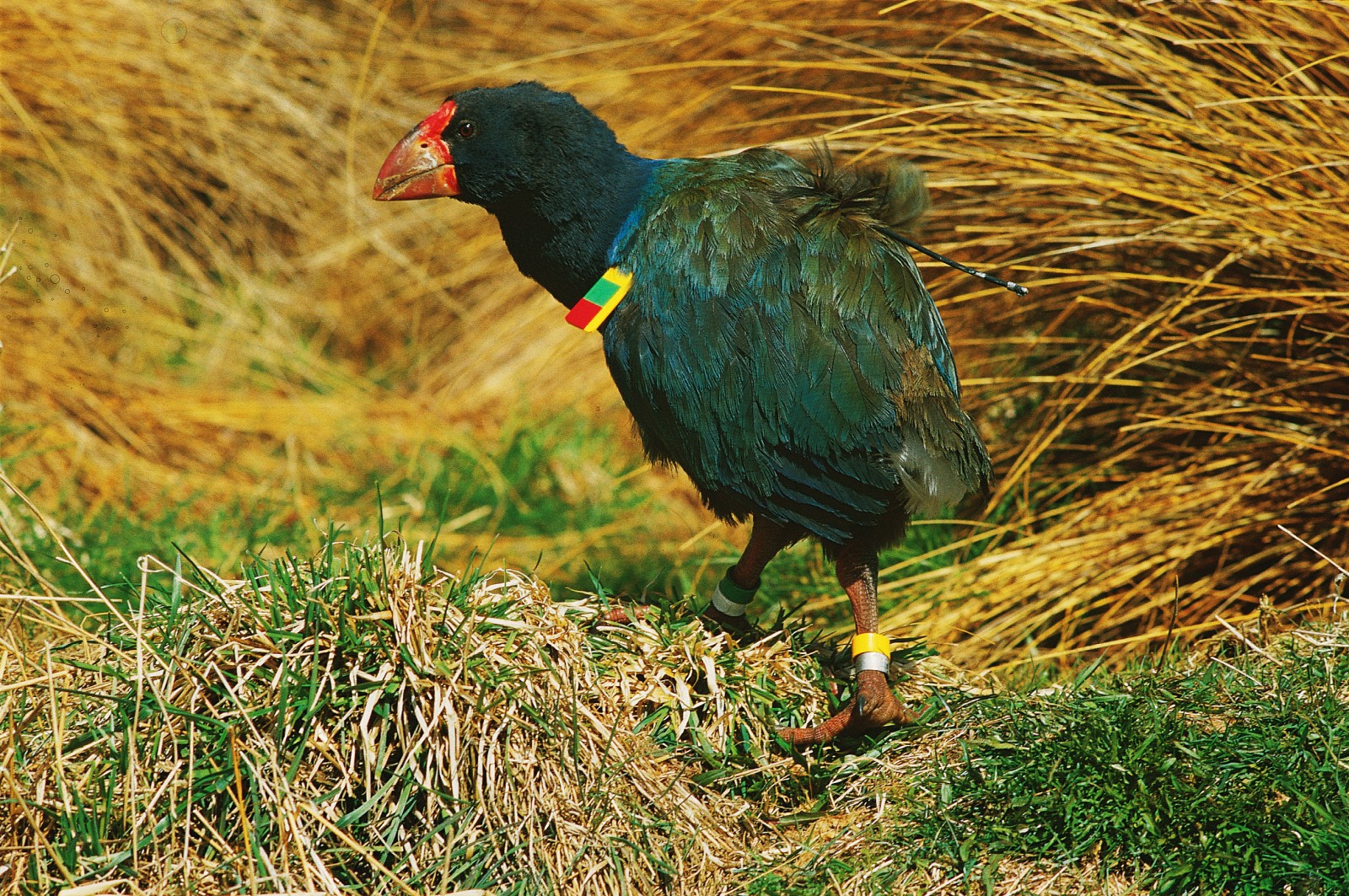 Takahe - the bird that came back from the dead | New Zealand Geographic