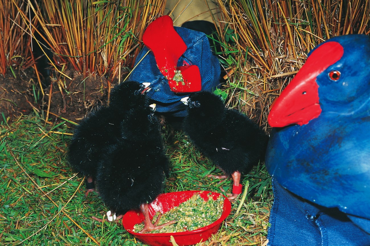 Takahe - the bird that came back from the dead | New Zealand Geographic