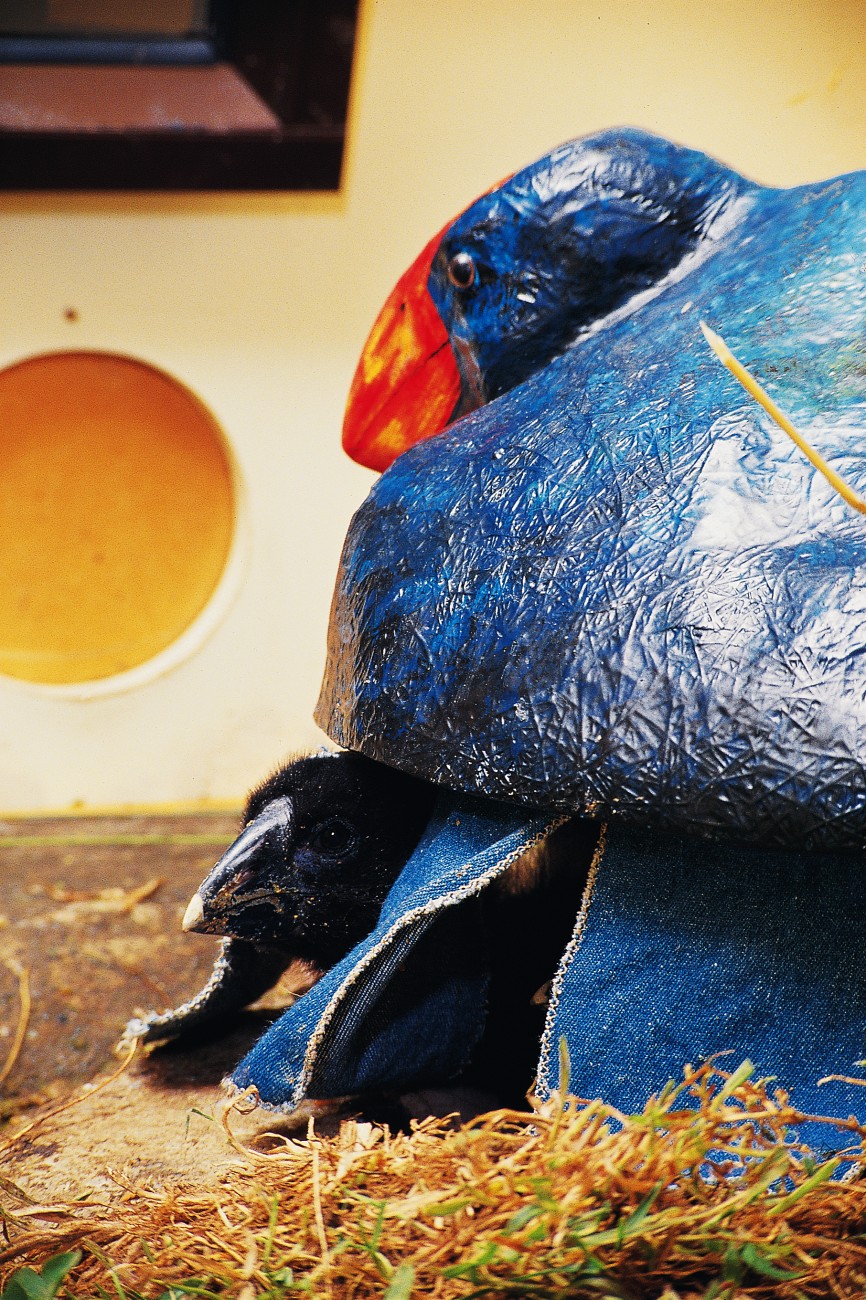 Takahe - the bird that came back from the dead | New Zealand Geographic