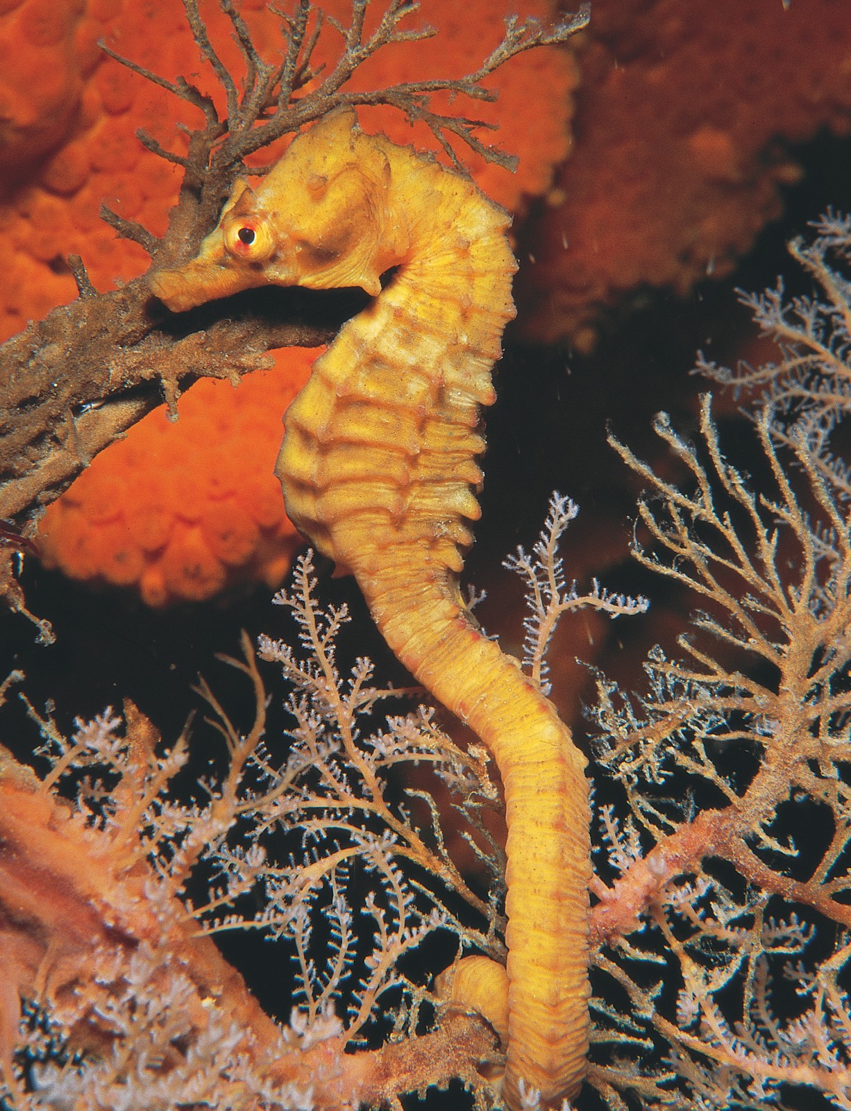 The endearing, endangered seahorse | New Zealand Geographic