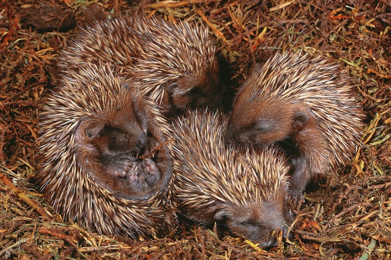 For the love of hedgehogs | New Zealand Geographic