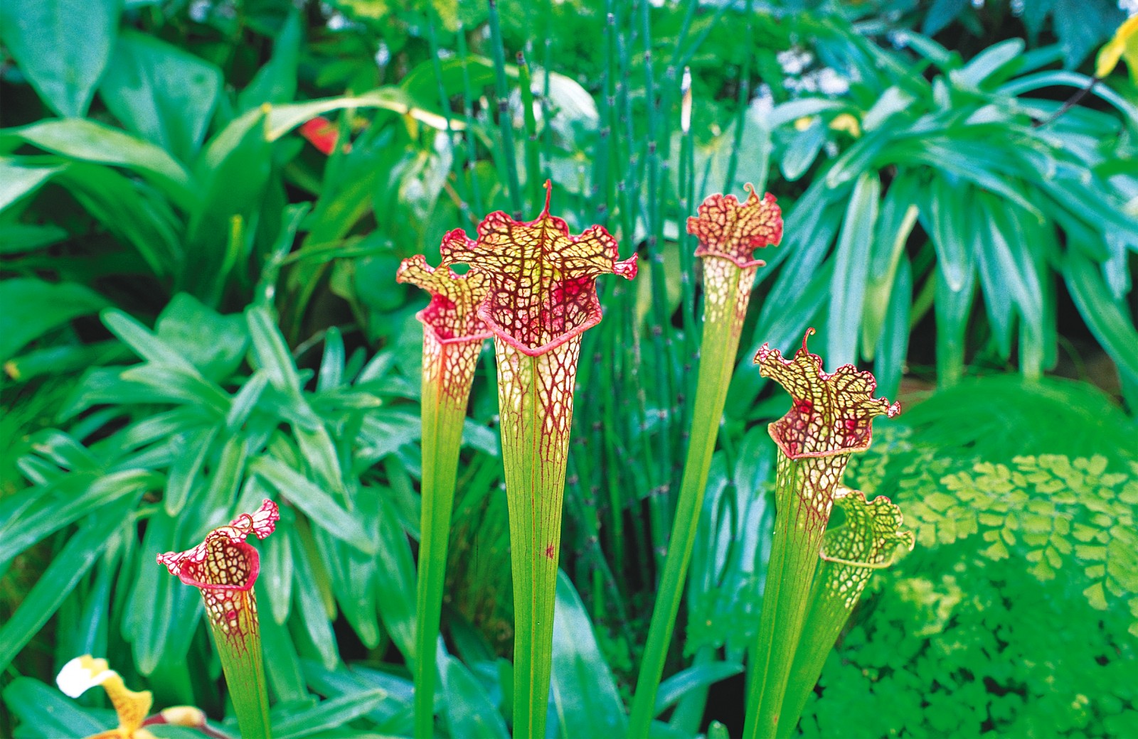 Pukekura: the people´s park | New Zealand Geographic