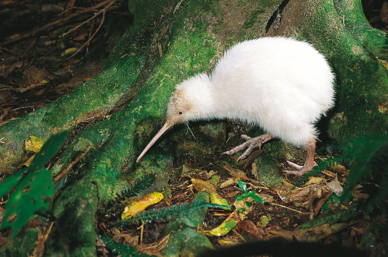 Kiwi - icon in trouble | New Zealand Geographic