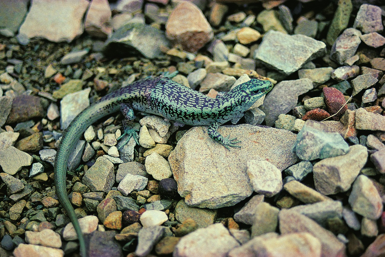 Skinks on the edge | New Zealand Geographic