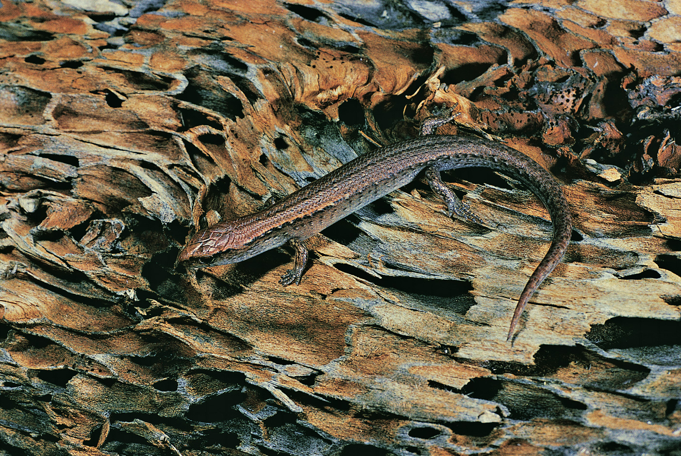 Skinks on the edge | New Zealand Geographic