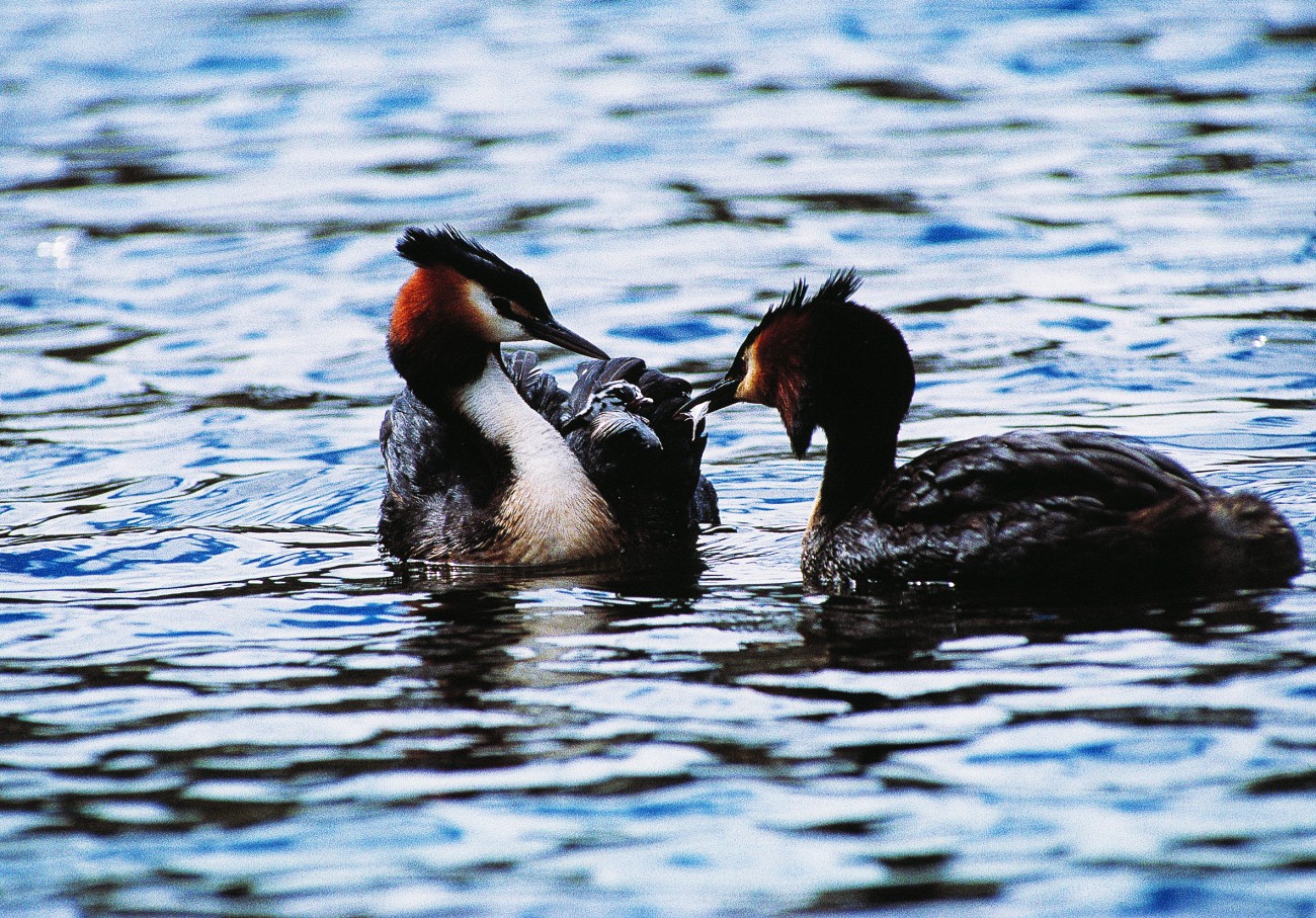 Reflecting on grebes | New Zealand Geographic