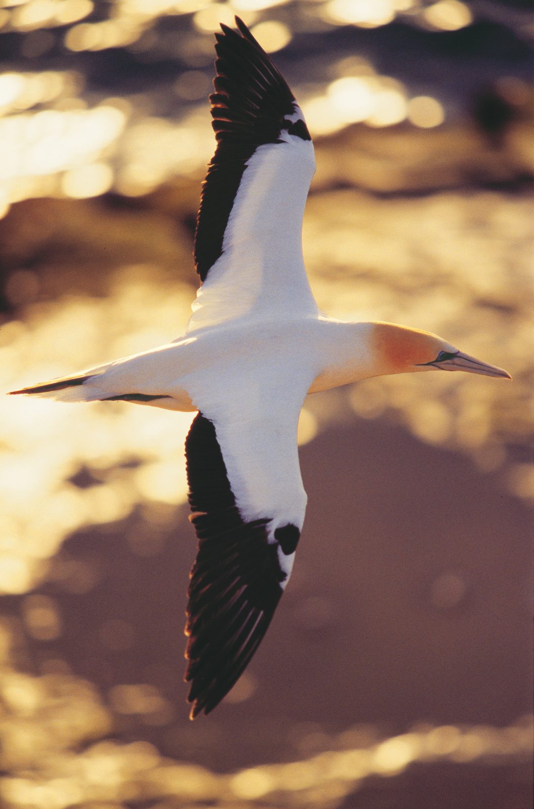 Gannets | New Zealand Geographic