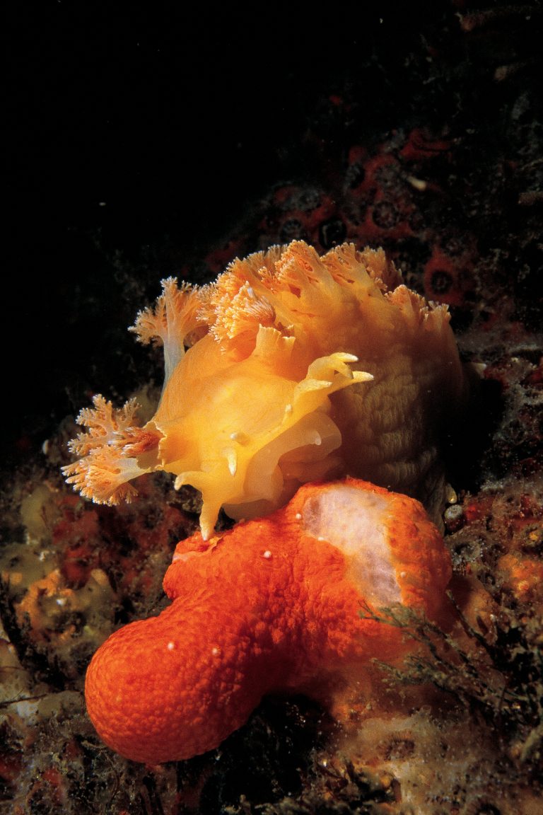 Beautiful slugs | New Zealand Geographic