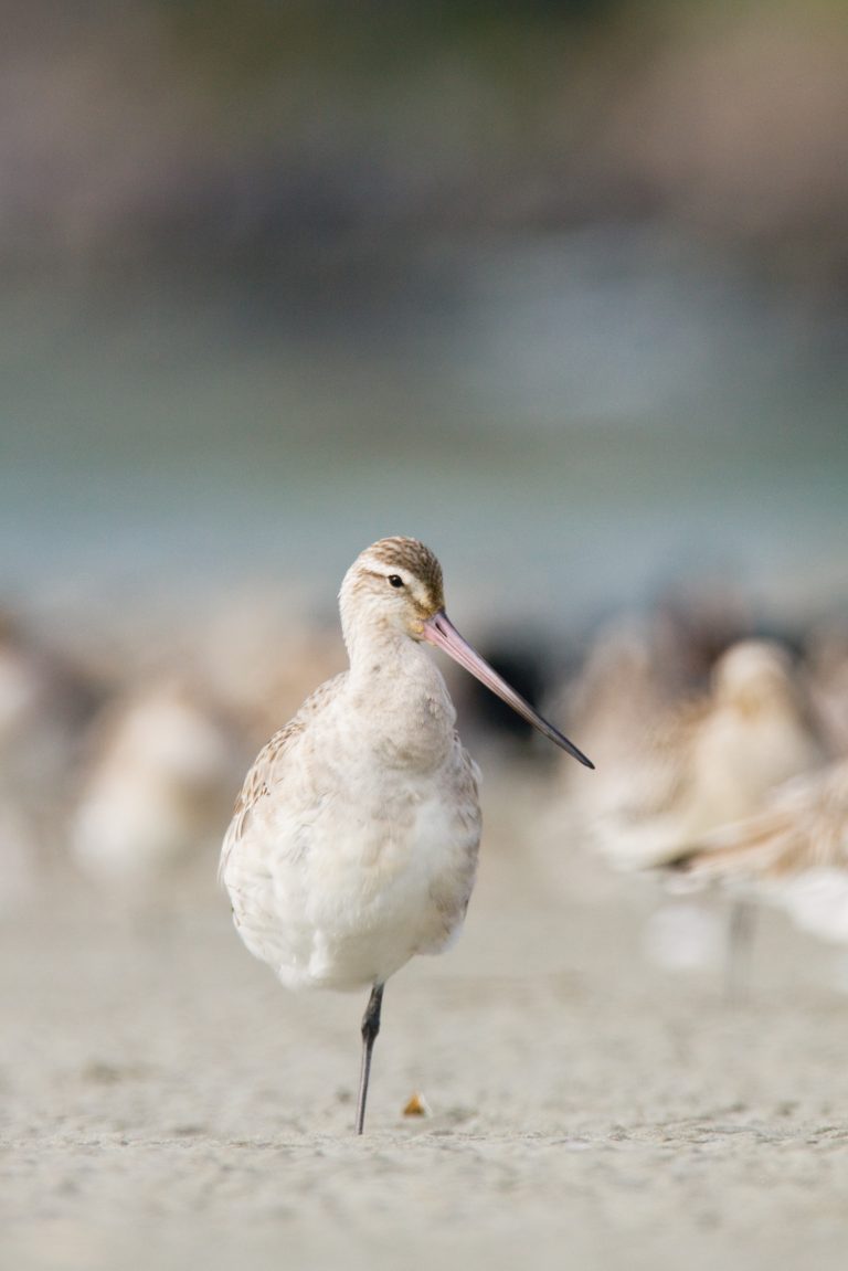 Return of the godwit | New Zealand Geographic