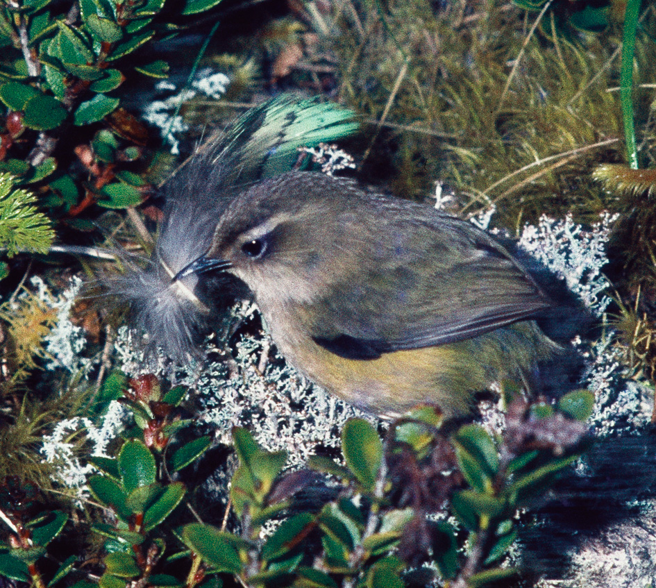 The also wren | New Zealand Geographic