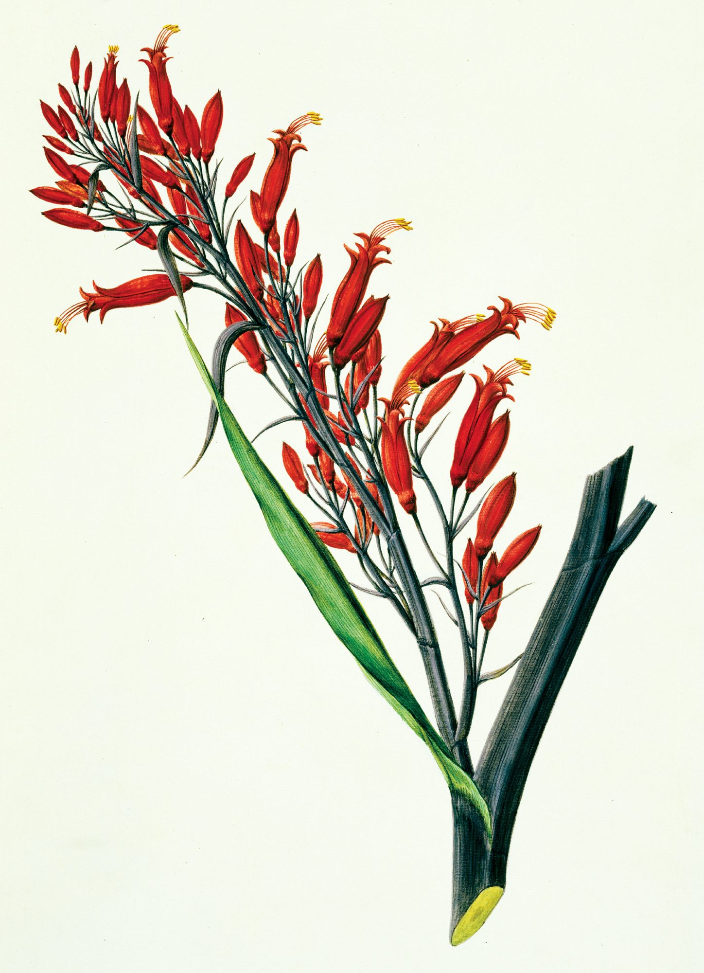 Joseph Banks | New Zealand Geographic