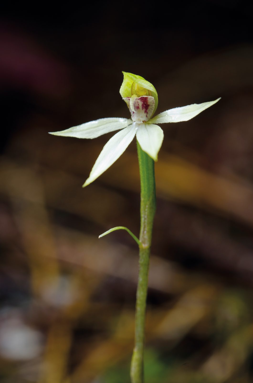 Orchidelirium | New Zealand Geographic