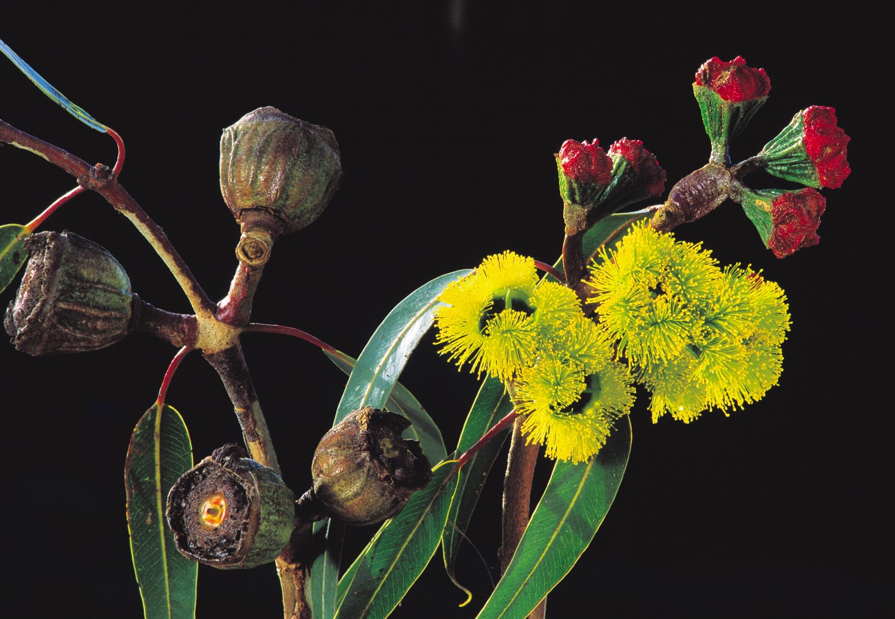 Eucalypts: Trees of the Future? | New Zealand Geographic