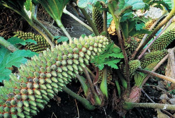 Gunning for Gunnera | New Zealand Geographic