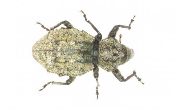 Weevil upheaval | New Zealand Geographic