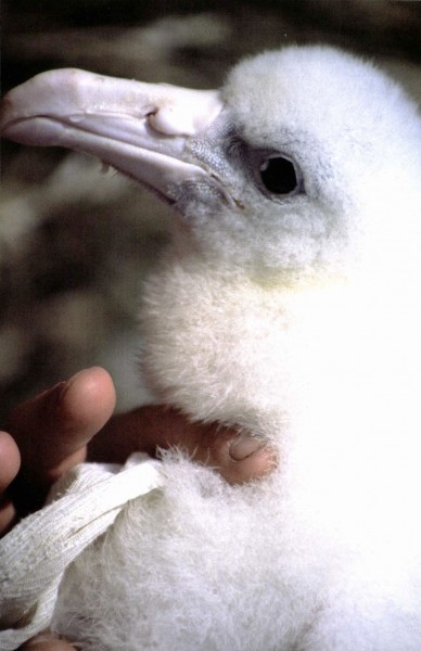 500th chick for Taiaroa | New Zealand Geographic