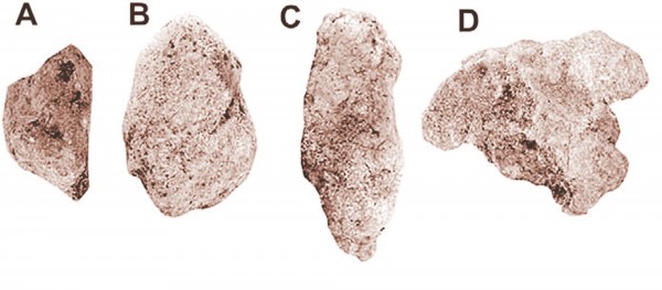 A load of coprolites | New Zealand Geographic