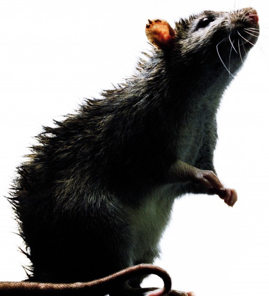 Double vision | New Zealand Geographic