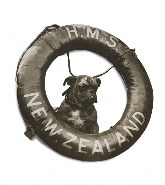 Sea dog | New Zealand Geographic