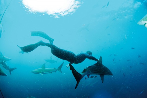 Apex predators | New Zealand Geographic