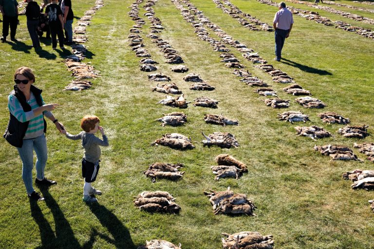 Bunny hunt | New Zealand Geographic