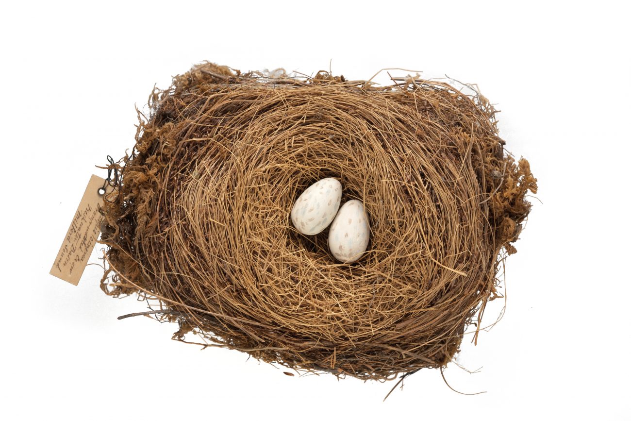 In search of the Grey Ghost | New Zealand Geographic