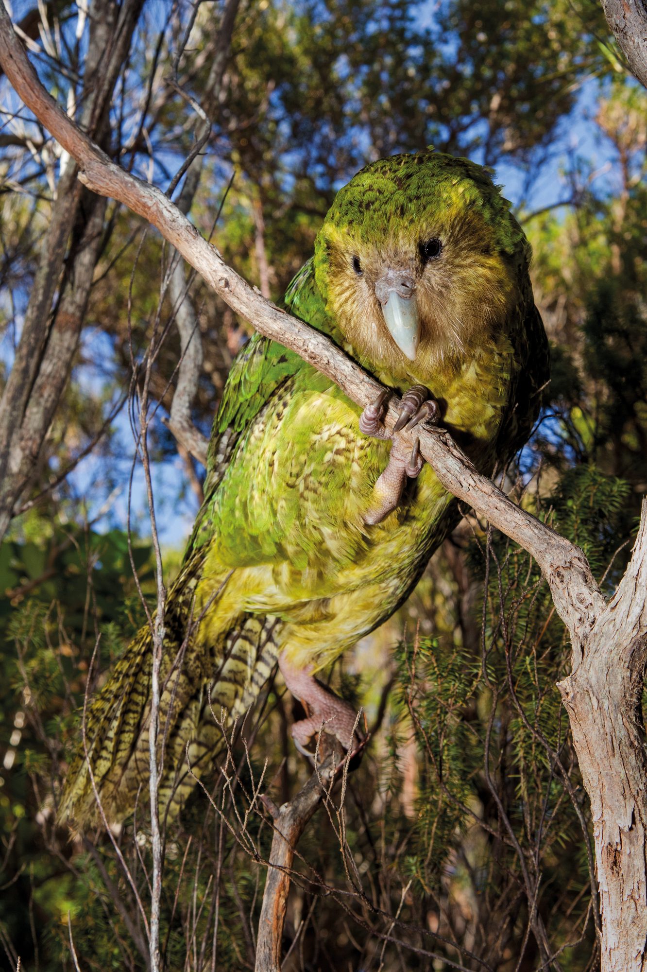 Decoding kākāpō | New Zealand Geographic