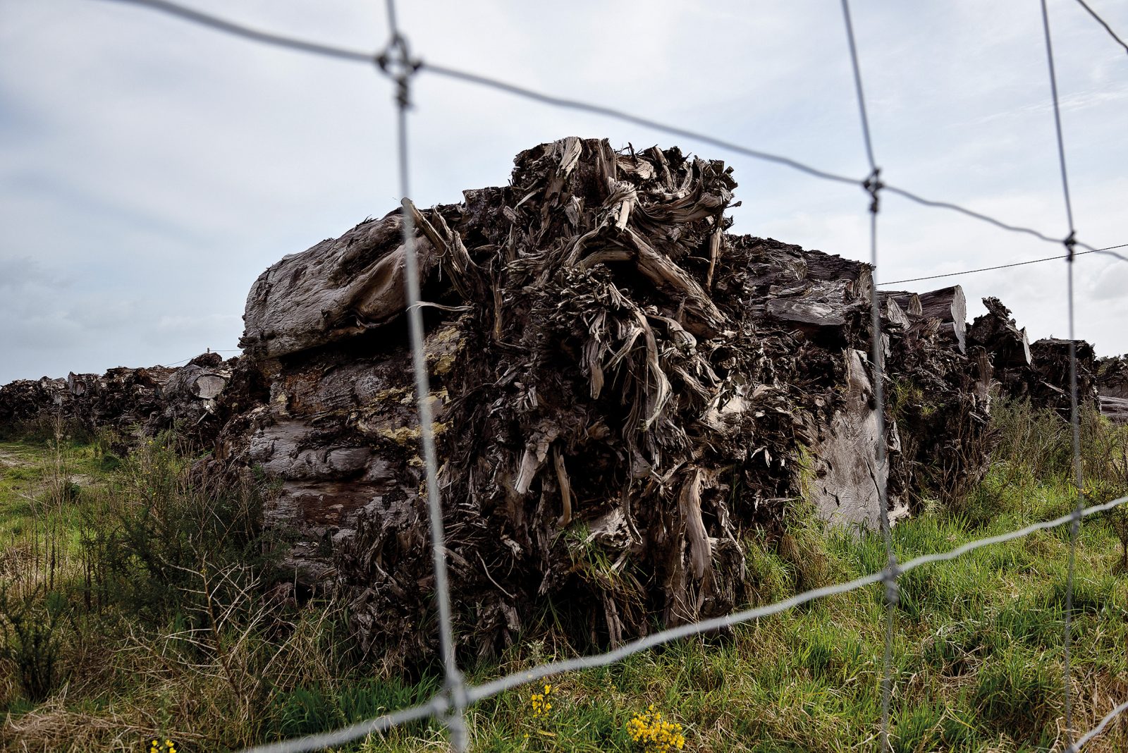 Buried treasure | New Zealand Geographic