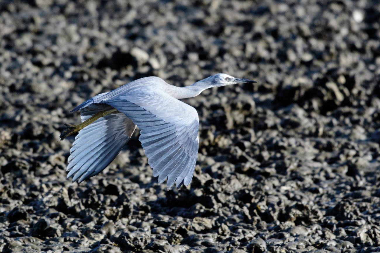 Nikon D500 | New Zealand Geographic