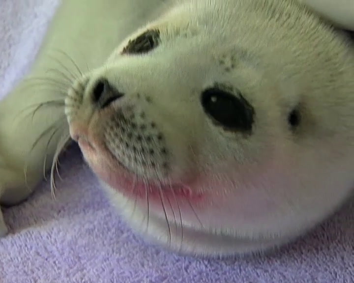 Black Bear | New Zealand Geographic