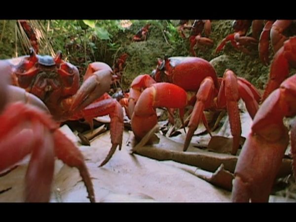 Red Crabs Crazy Ants | New Zealand Geographic
