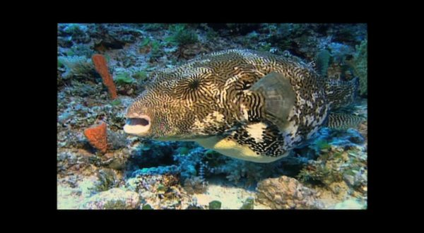Pufferfish Propellers | New Zealand Geographic