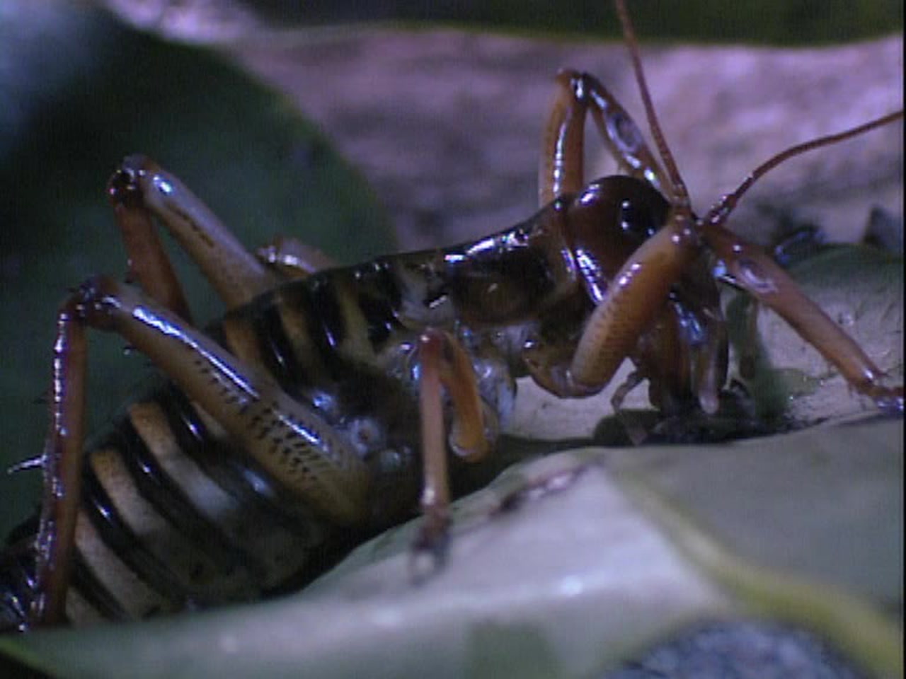Return of the Demon Grasshopper | New Zealand Geographic