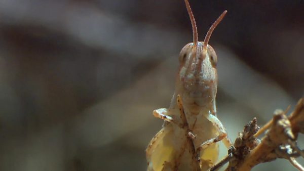 Year of the Locust | New Zealand Geographic