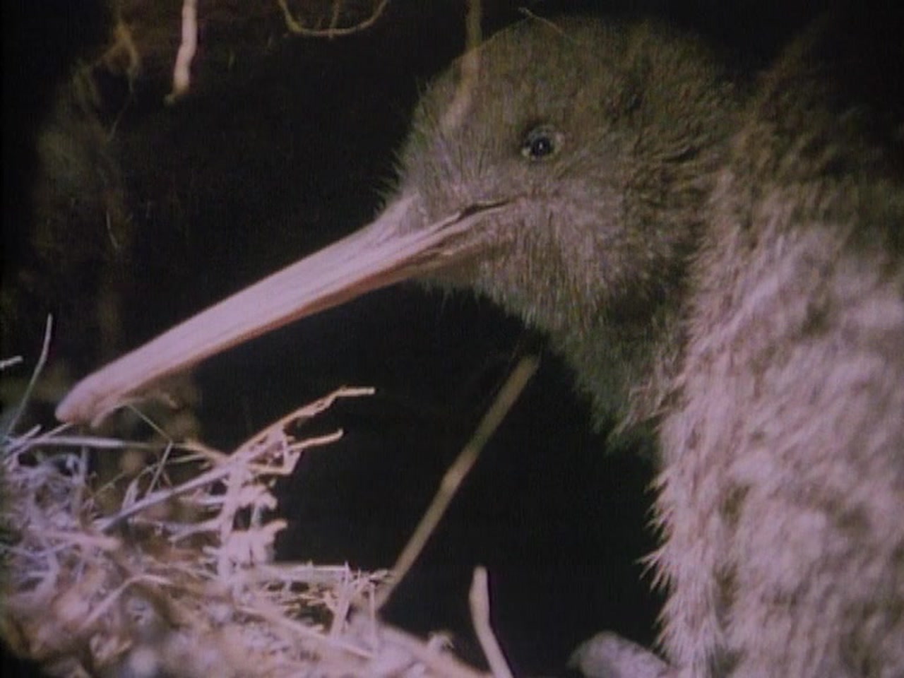 Kiwi - A Natural History | New Zealand Geographic
