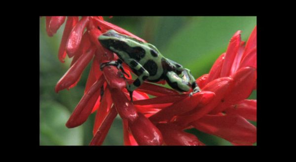 Animal Inventors Archives | New Zealand Geographic