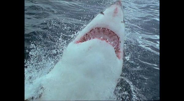 Great White Bite | New Zealand Geographic